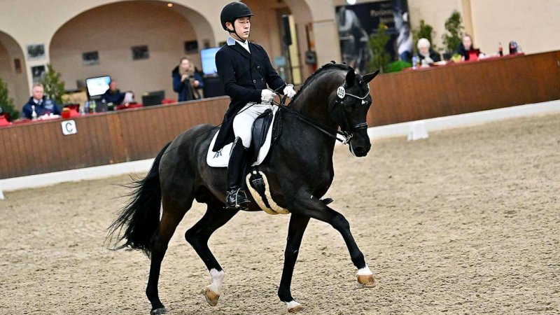 Der Trakehner Siegerhengst 2015 geht in die USA - Trakehner Verband