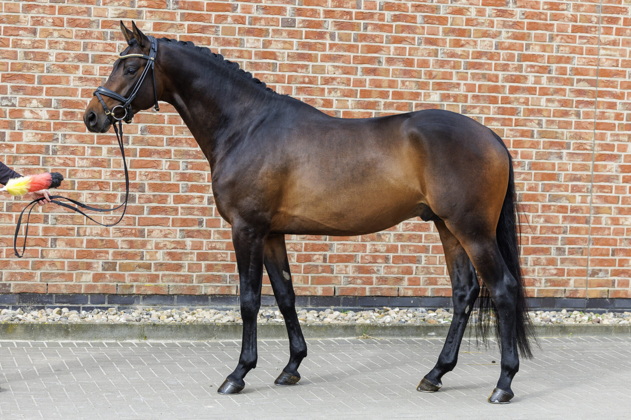 Lancelot - Trakehner Hengst auf der Station Maas J. Hell - Trakehner ...