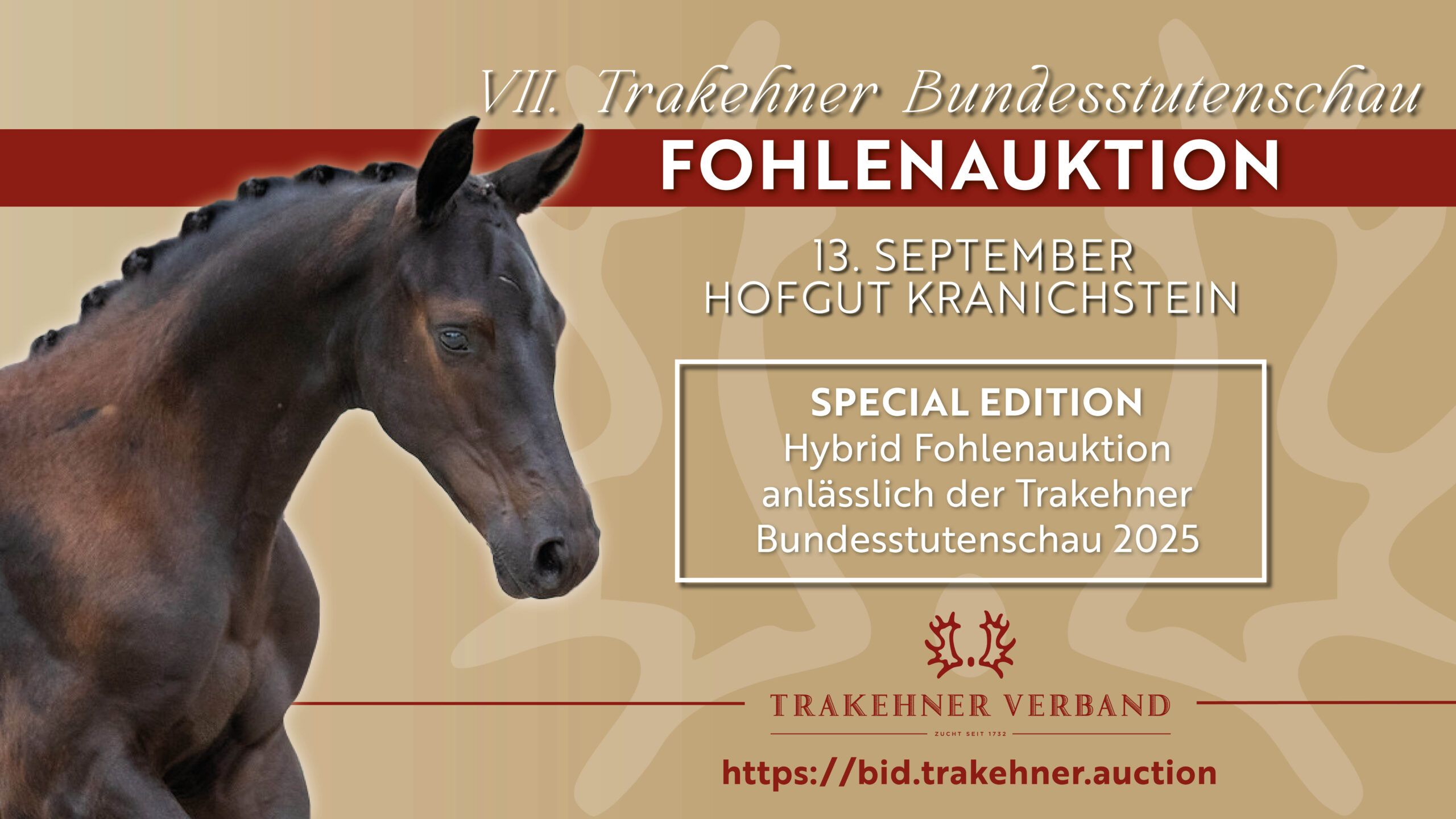 Fohlenauktion Kranichstein 2025 - Trakehner Verband
